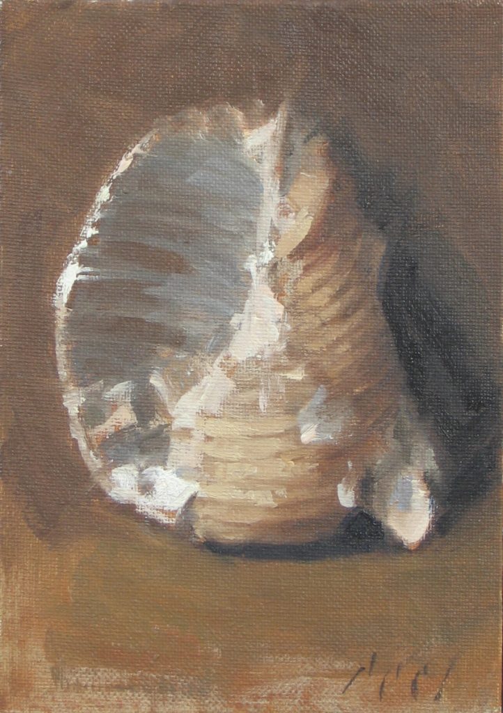 Seashell | Daniel Peci Fine Art